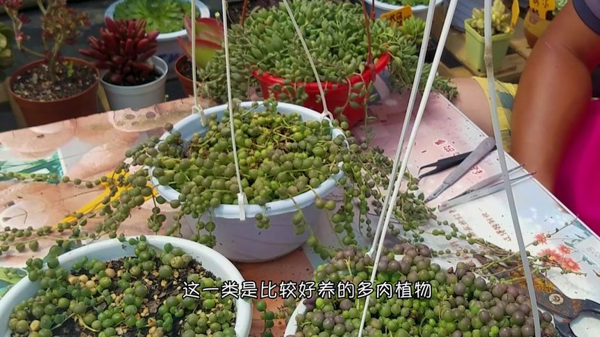 网友留言多肉佛珠夏天特别难养?老陈终于找到原因了!注意两点!