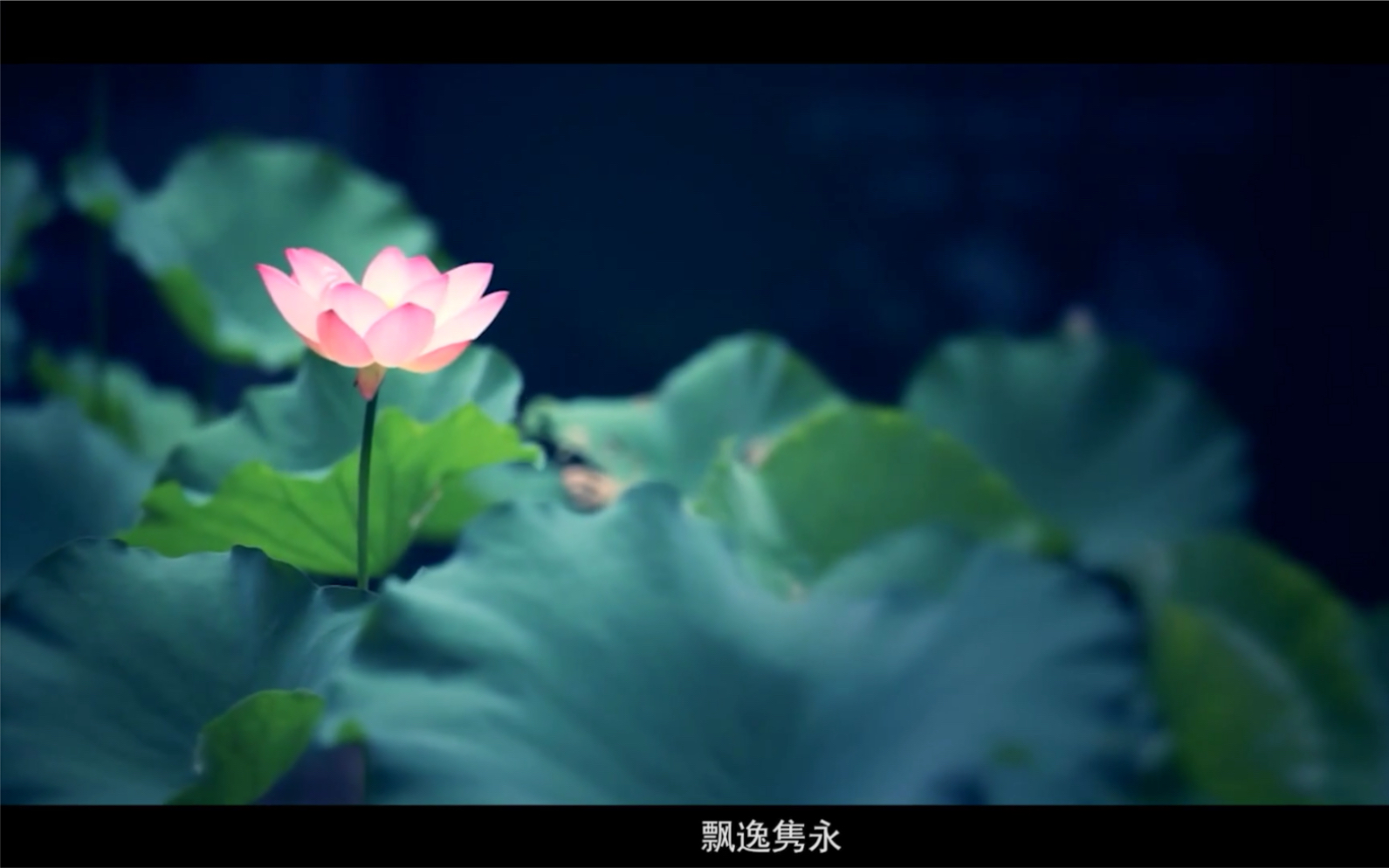 【中医】《 时·间 》大美中医宣传片 · 中医是什么