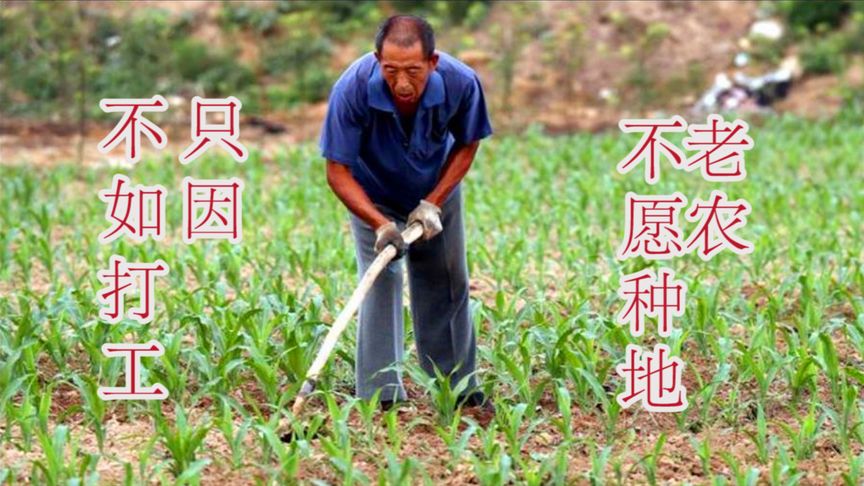 大部分农民不愿种粮,只因收入不如打工,专家给出3点解决办法