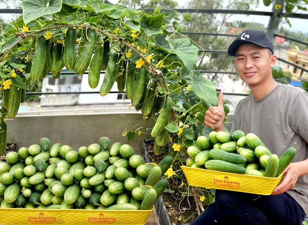 用这个方法,在露台也能轻松种出满满一大篮子的黄瓜!