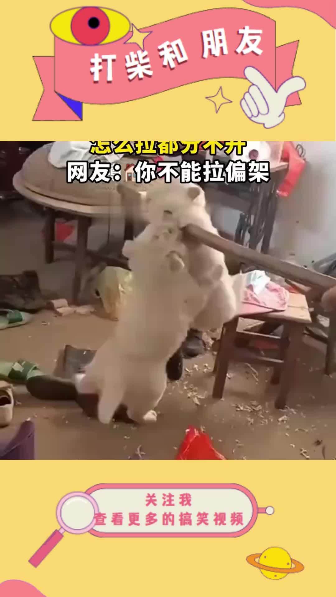两只小狗互相撕咬,怎么拉都分不开,你不能拉偏架!