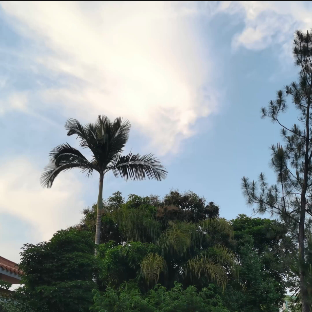 喜欢武术的口琴 