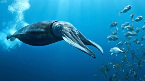 揭秘全球最诡异动物!传说竟是真的,看到第3个我吓傻了