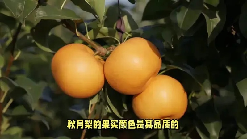 秋月梨的果实颜色:色泽鲜艳,富有光泽,品质优良