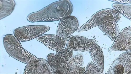 双目显微镜放大600 倍下观测微生物