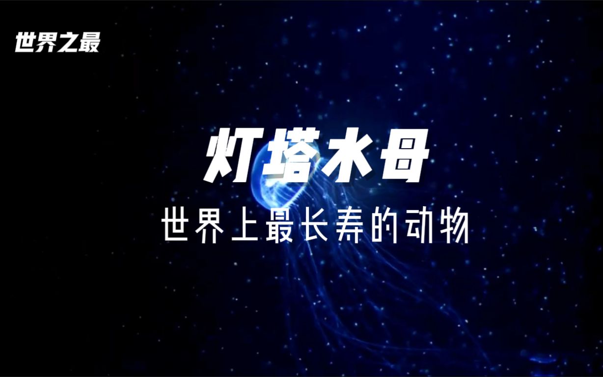 灯塔水母-世界上最长寿的动物