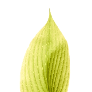 躺叔 