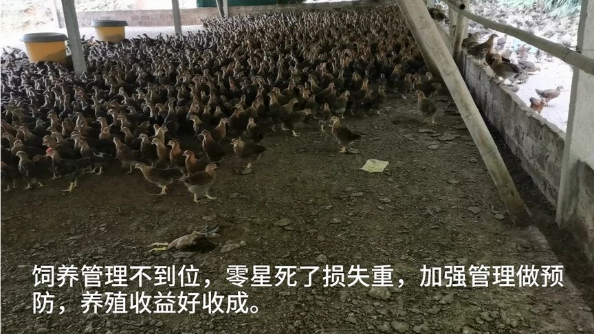 饲养管理不到位,零星死了损失重,加强管理做预防,养殖收益好收