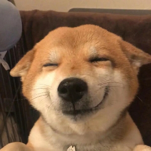 哎呀是番茄酱呀 