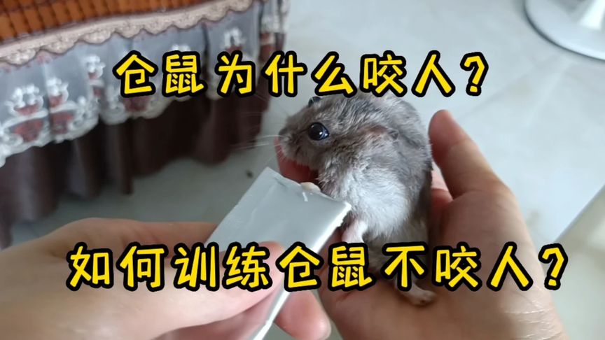 仓鼠为什么咬人?请理解仓鼠的害怕与恐惧,如何训练仓鼠不咬人?
