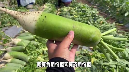青萝卜能生吃吗,青萝卜有哪些作用