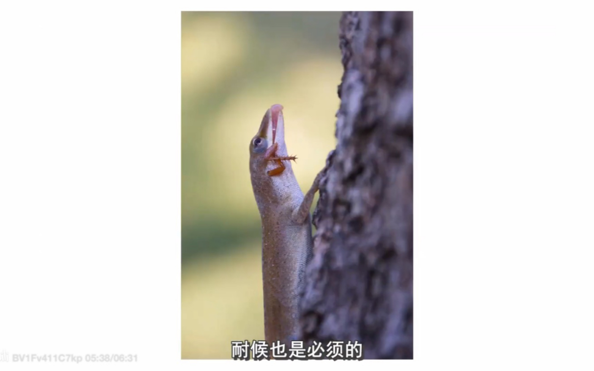 Snappypic|Pentax HD DA 16-85mm|My Thoughts After Taking it for a Spin