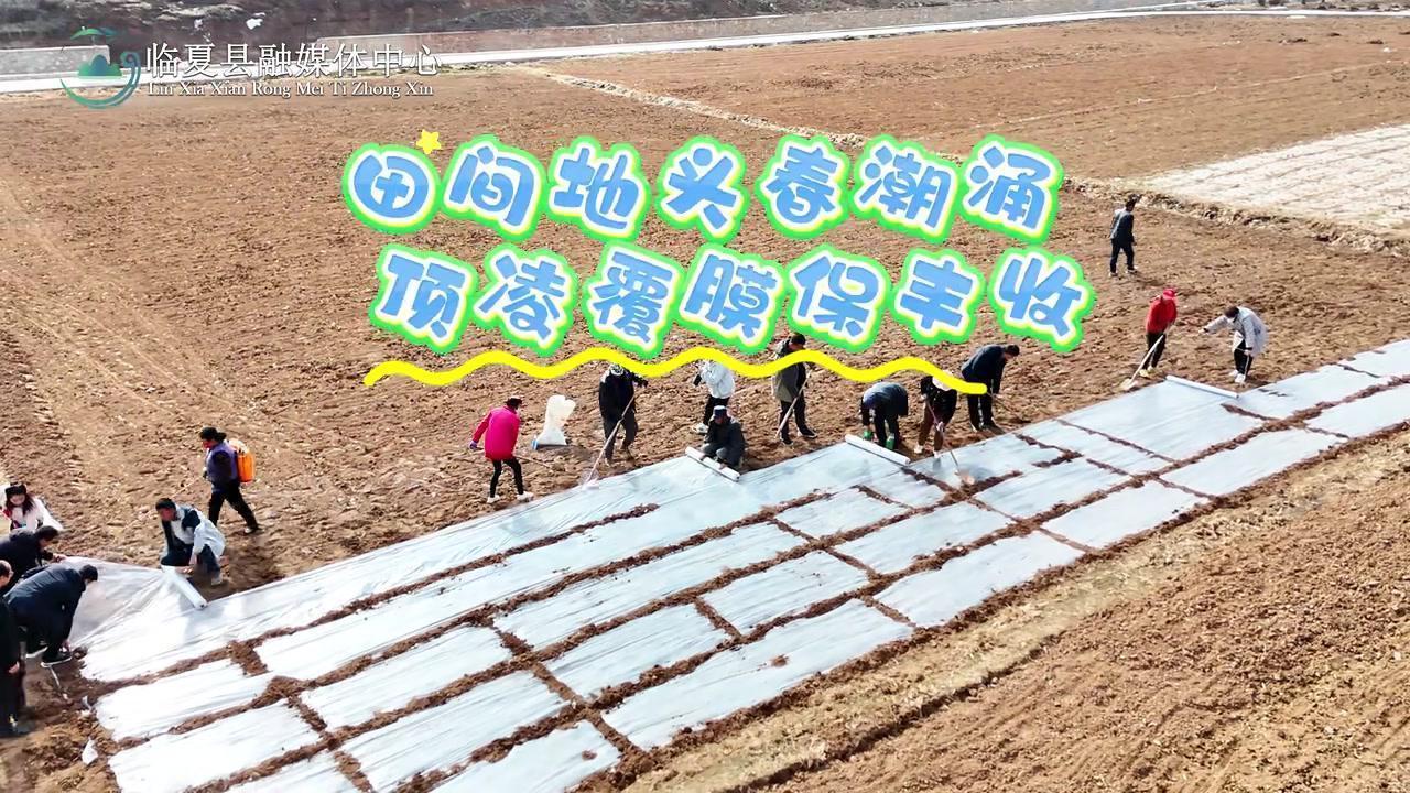 临夏县2025年旱作农业顶凌覆膜暨农业社会化服务联场推进会召开(...