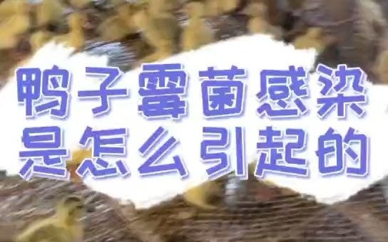 ...肉鸭得了霉菌怎么治疗 鸭霉菌中毒的治疗方法 鸭子霉菌感染怎么治疗