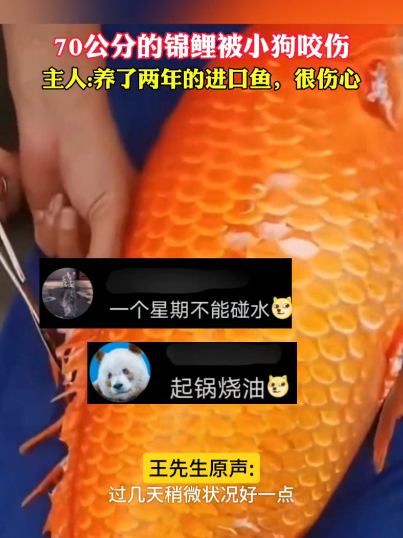 养了两年了锦鲤被自家狗狗咬伤了…