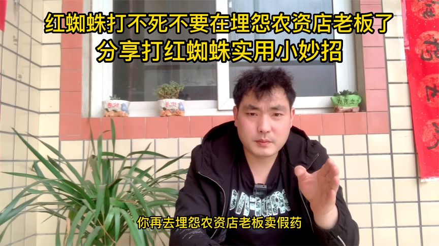 红蜘蛛打不死不要在埋怨农资店老板了,分享打红蜘蛛实用小妙招