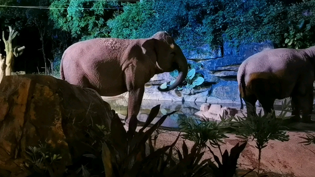 【动物园】大笨象会跳舞～香江野生动物时间,大象原来真的会跳舞,还...