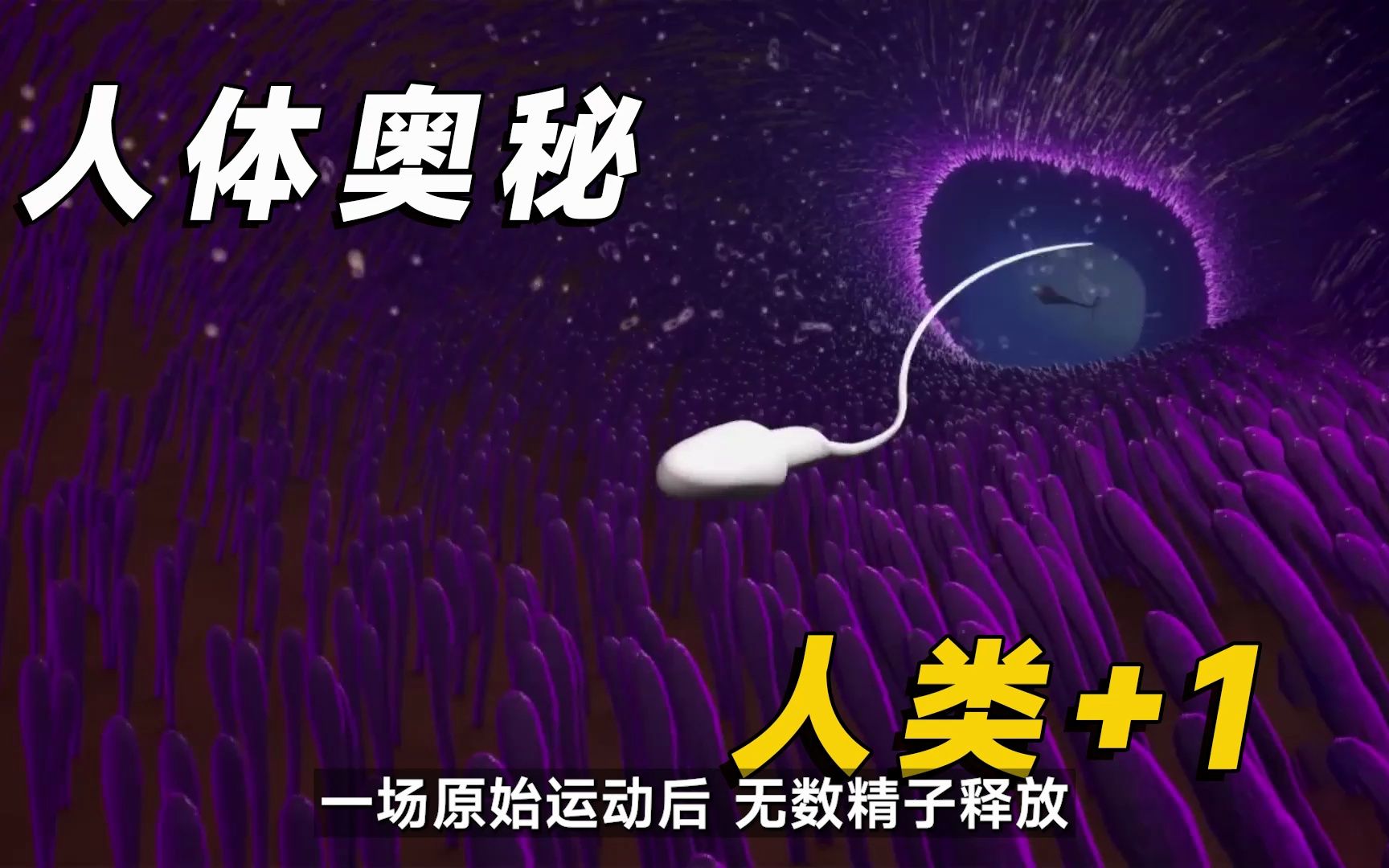 从精子到婴儿,胎盘功不可没,3D动画带你了解生命形成的过程