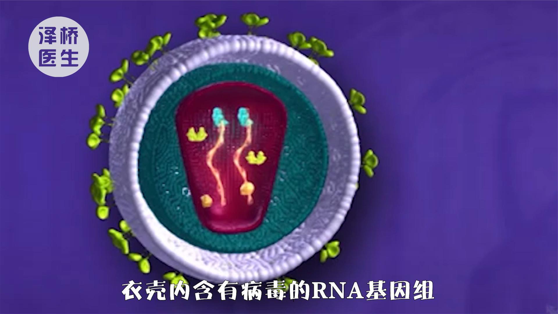 揭秘HIV:它如何在人体内步步为营,摧毁免疫系统?