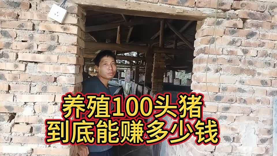 养殖100头猪,抛弃一切成本,到底能赚多少钱,看完你就明白了