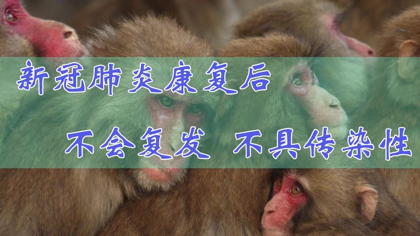 动物实验最新发现:新冠肺炎康复后不会复发、不具传染性