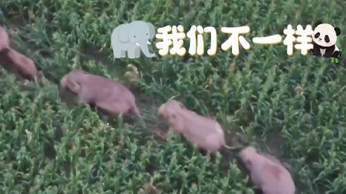 亚洲象研究专家,带你看大动物们的生活方式,长见识了