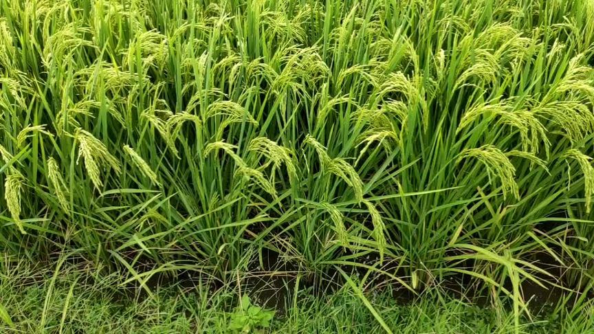 水稻要成熟了,你家有种田吗?#杂交水稻