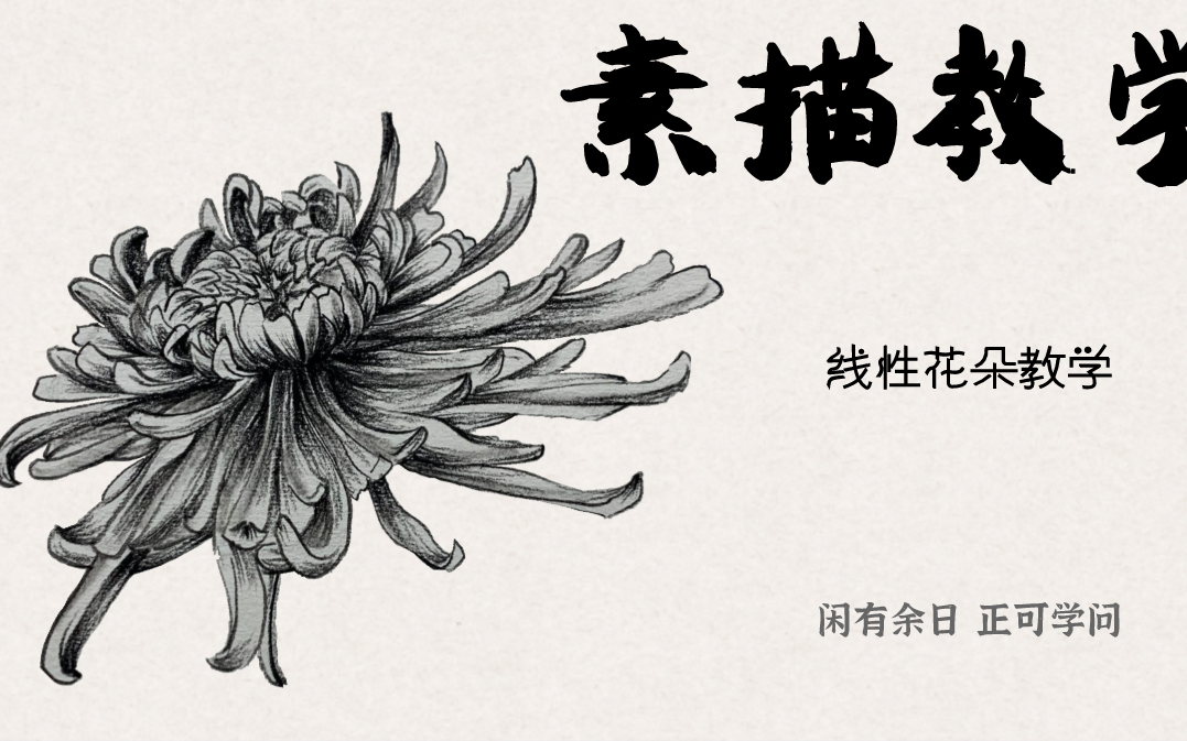 【素描新手联盟】细节全程教你怎么样去画一朵菊花!