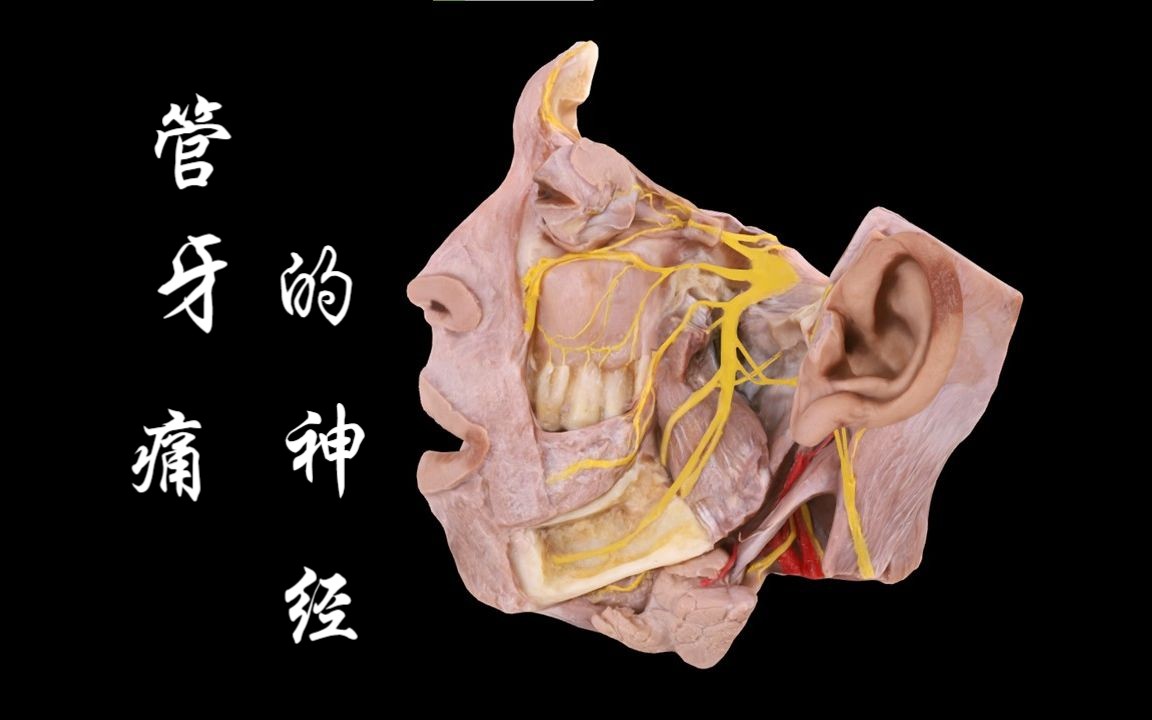 管牙痛的神经:牙痛不是病,痛起来真要命
