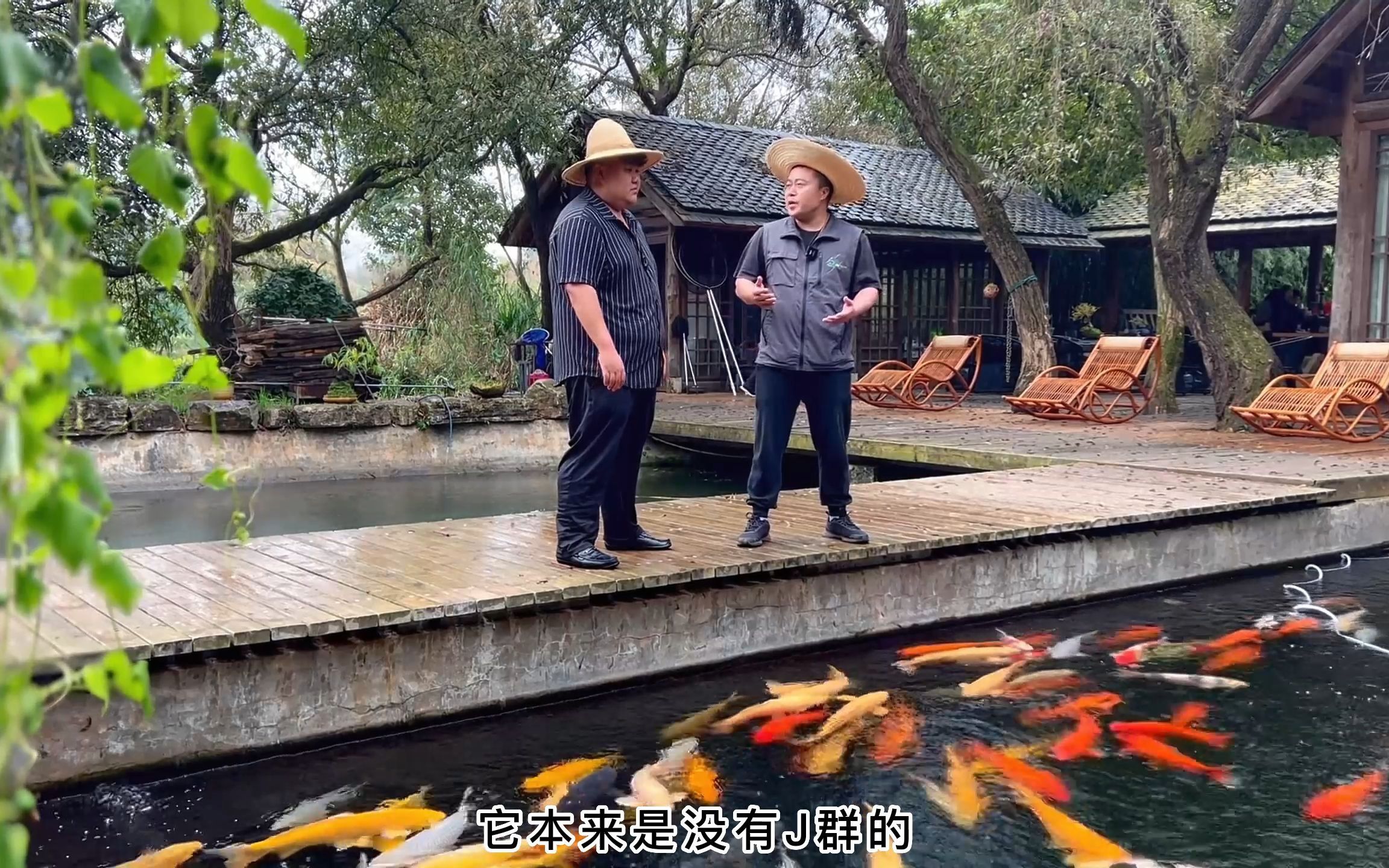 养锦鲤的鱼友注意了,硝化细菌应该怎么使用