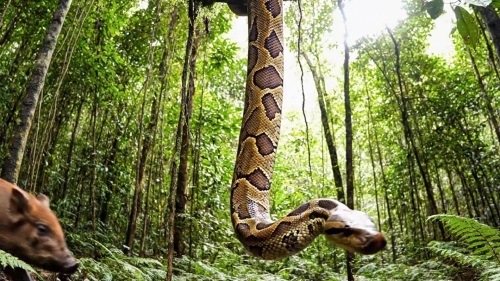 丛林的世界,饥饿的蛇悄然出击,瞬间让人目不暇接