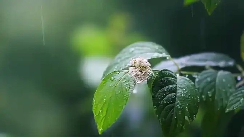 端午节雨水的农谚解读:连接天时与农耕的古老智慧