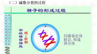 2.1减数分裂和受精作用