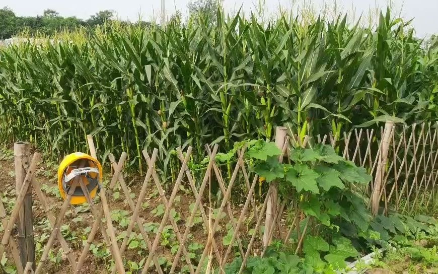 生活污水用处多多喔!可以再利用,可以用来灌溉蔬菜喔!