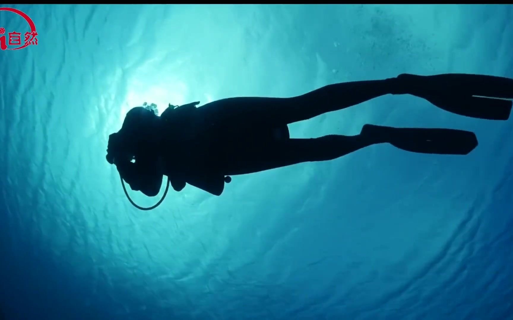 《海洋之“碳”》海洋是地球上最大的碳汇体,红树林、盐沼、海草床...