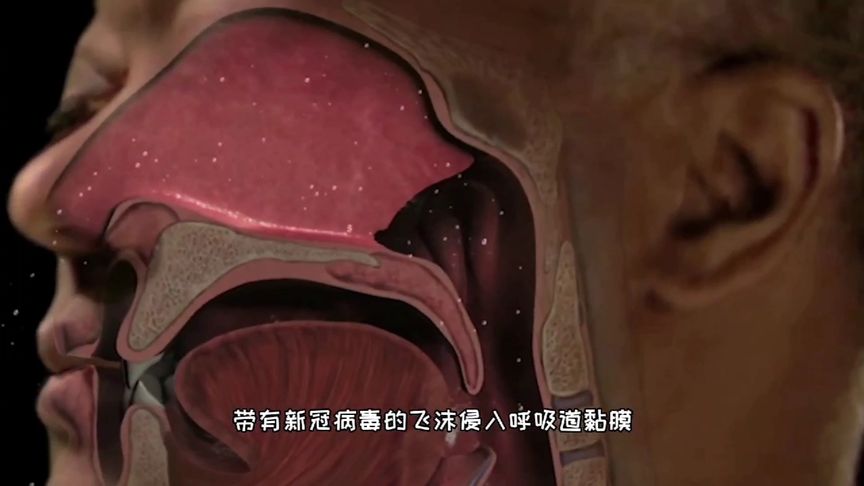 感染新冠后,我们身体经历的过程,3D演示。