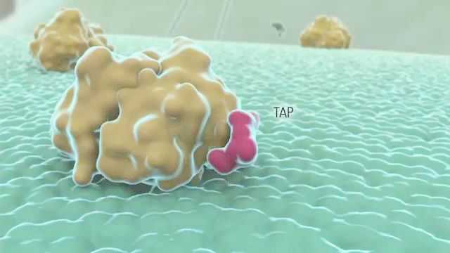 3D演示主要组织相容性复合体1类分子MHCclassI识别杀死被感染细胞