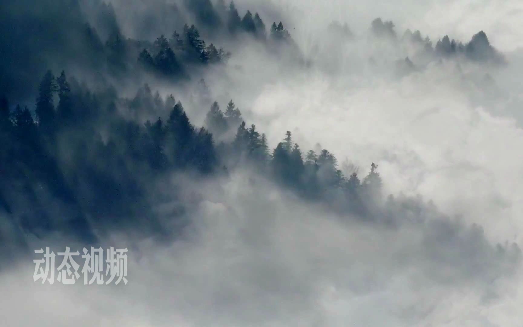 舞台视频 c891 唯美小清新云雾缭绕森林雾气云海壮美大自然仙境实拍...
