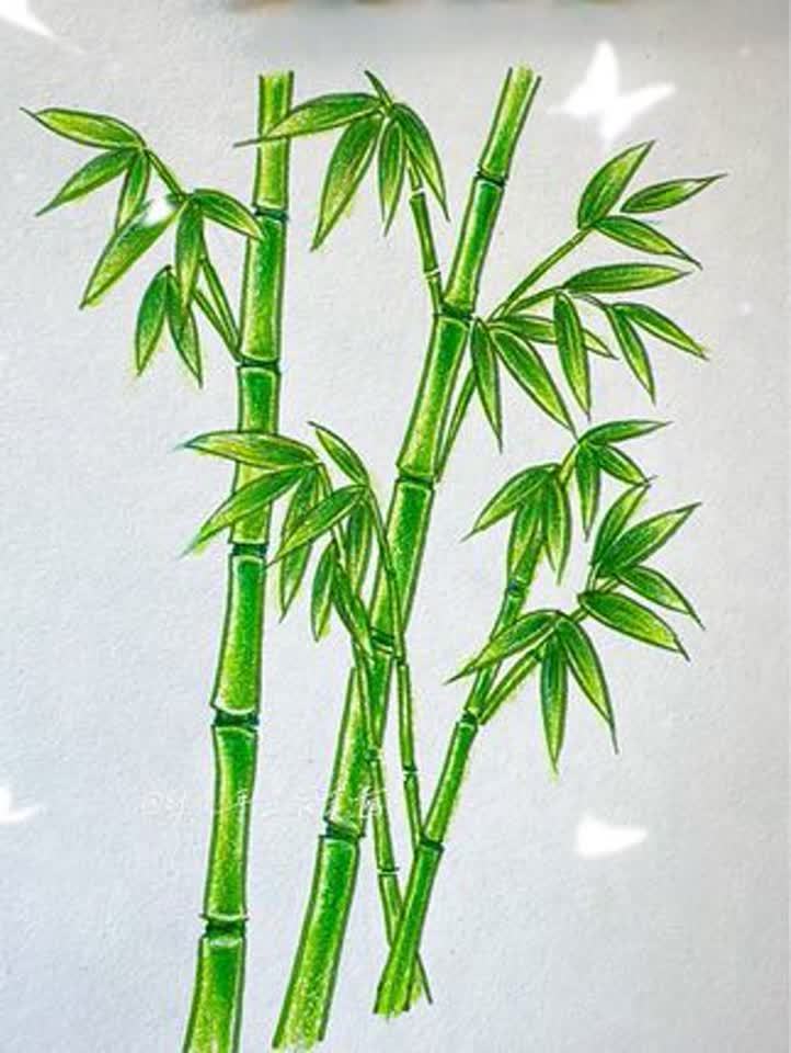 ...一步一步教你画竹子 #简易花草画法 #儿童画 #竹子 #彩铅手绘 #简笔画
