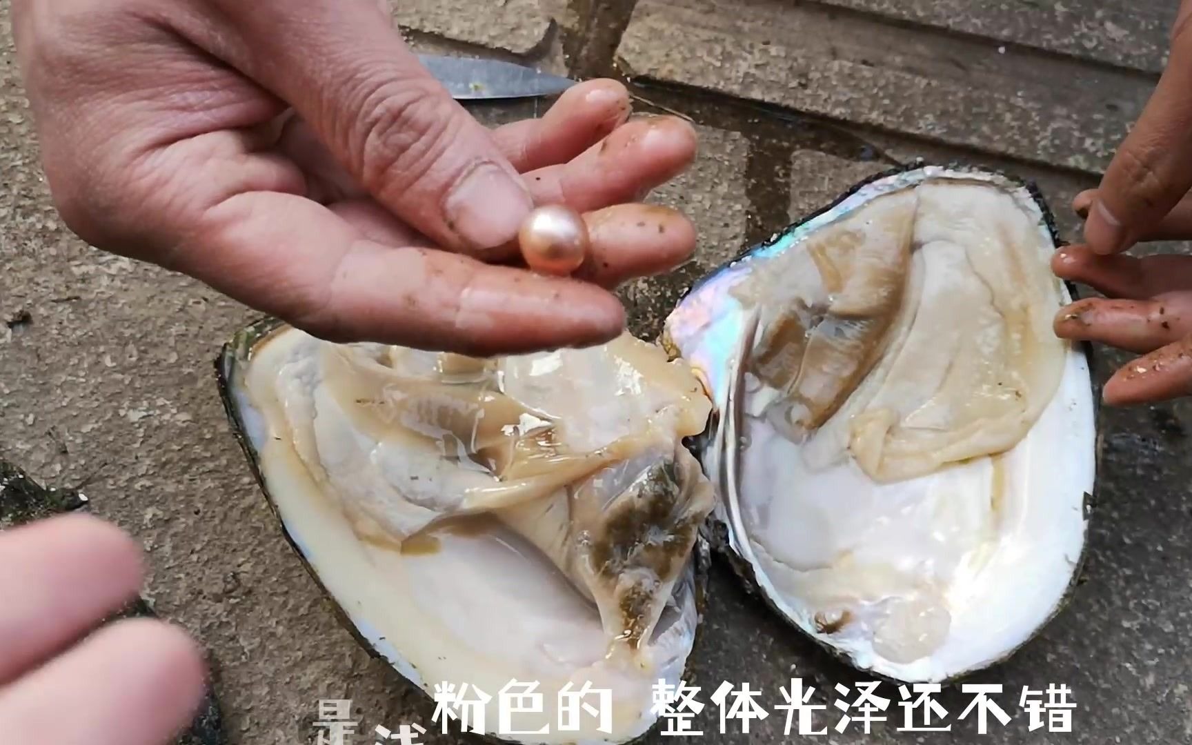 【包邮送】珍珠原产地!诸暨珍珠采购篇之珍珠开蚌~饰品配件采购日常...