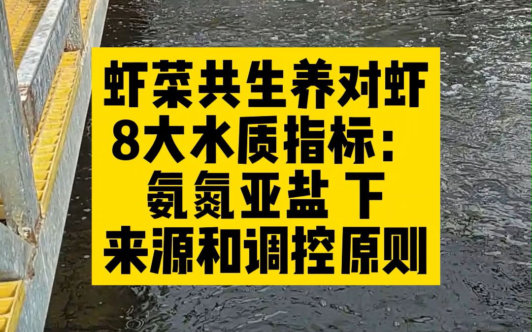 虾菜共生养对虾8大水质指标: 氨氮亚盐来源和调控原则