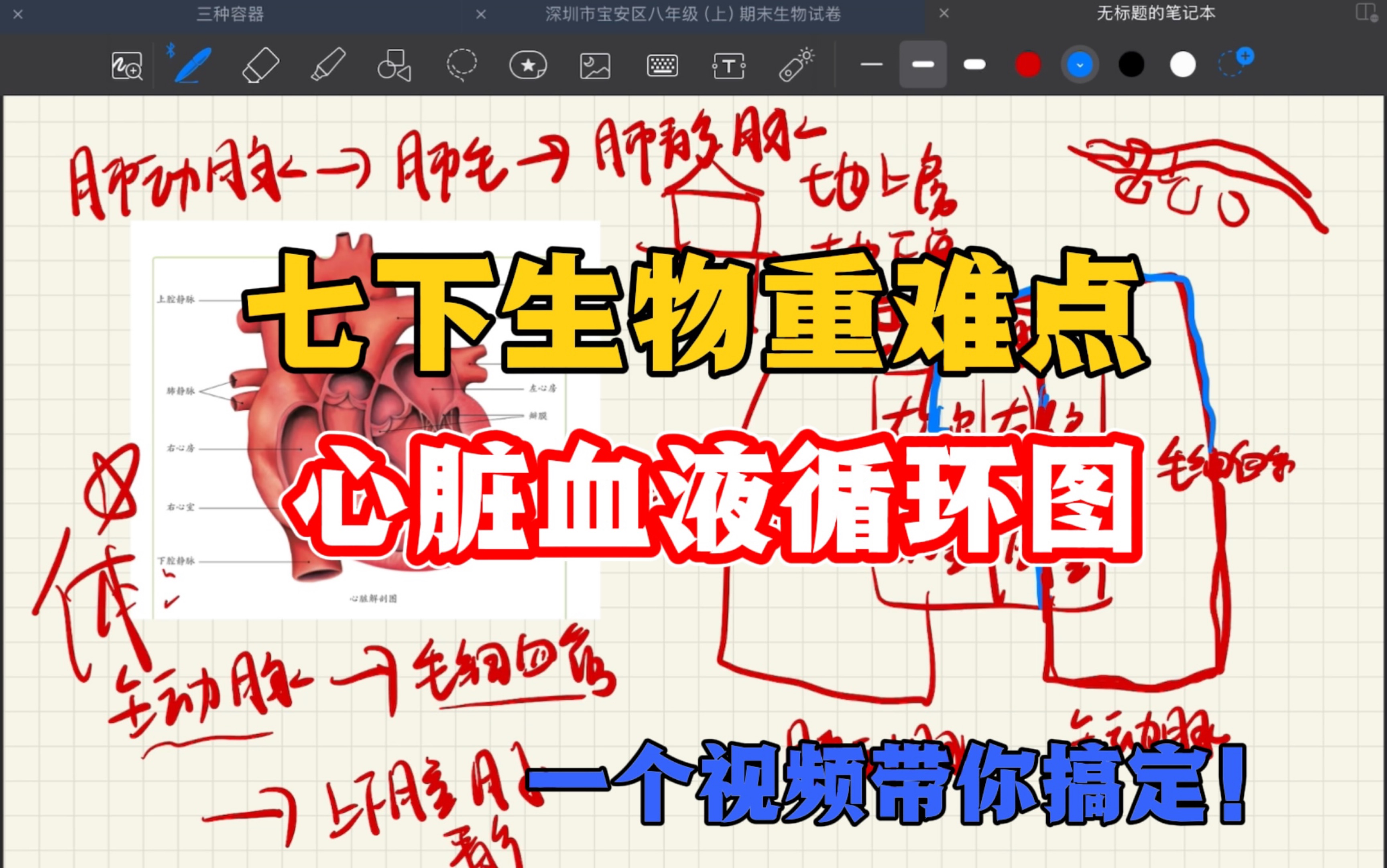 听说你还不会心脏血液循环图?一个视频带你复习!|七下生物复习 心脏 ...