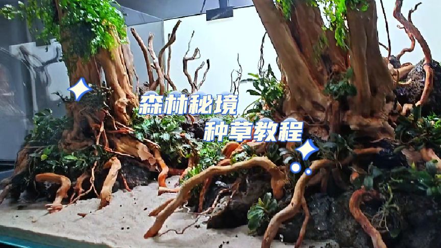 森林秘境种水草教程.开缸详细教程.#草缸造景 #水族
