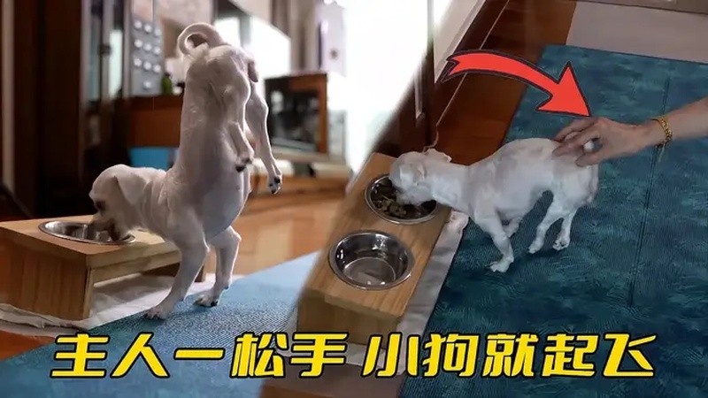 狗狗倒立行走12年,看过的人都夸神奇,得知原因却忍不住落泪
