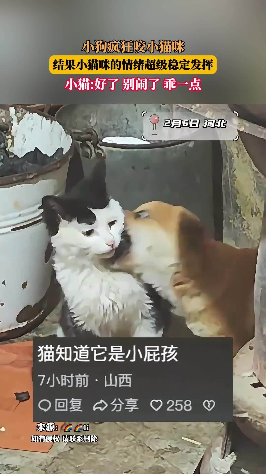 小狗疯狂咬小猫咪,结果小猫咪的情绪超级稳定发挥