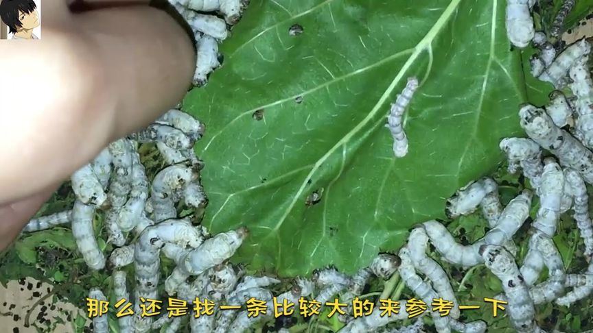 高清拍摄蚕宝宝进食,循环吃桑叶大法,看着比蜘蛛还过瘾