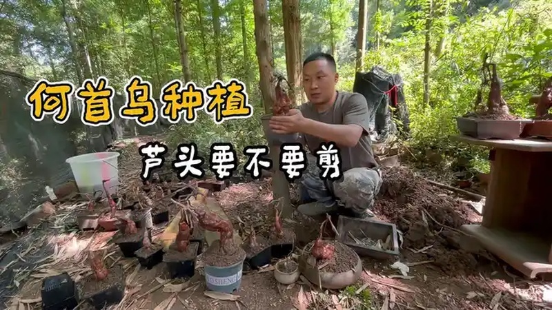 何首乌怎么种芦头要不要剪新手玩家要注意