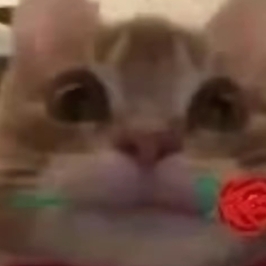 蓓蓓dontcry 