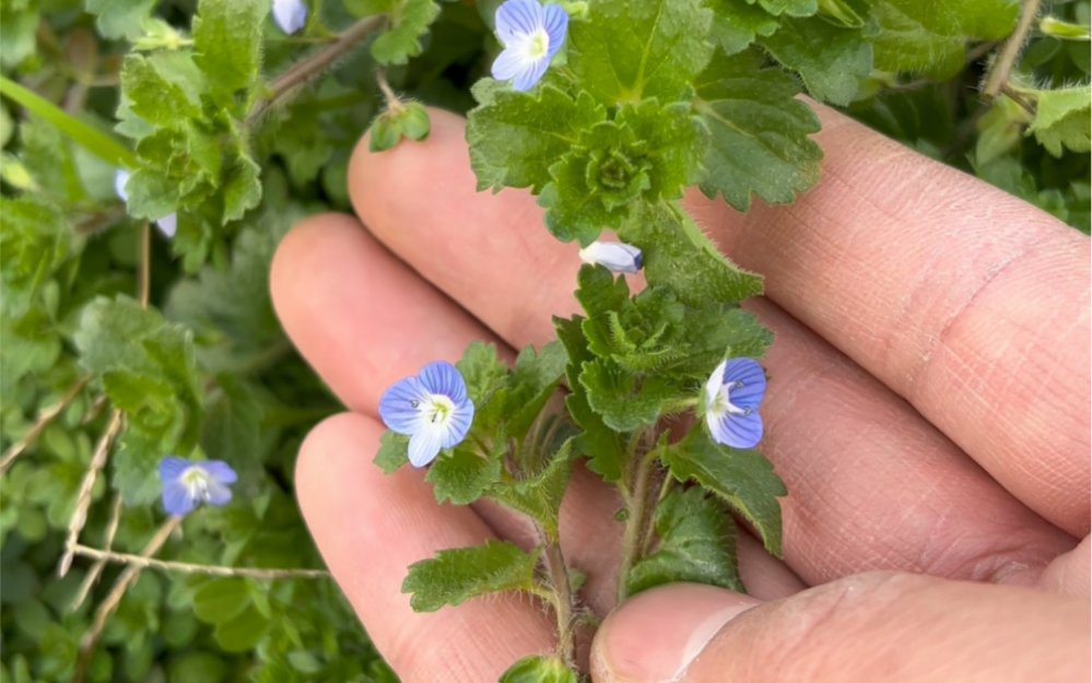 阿拉伯婆婆纳,又称肾子草、双肾草,因其籽呈肾形而得名,你知道阿拉伯...