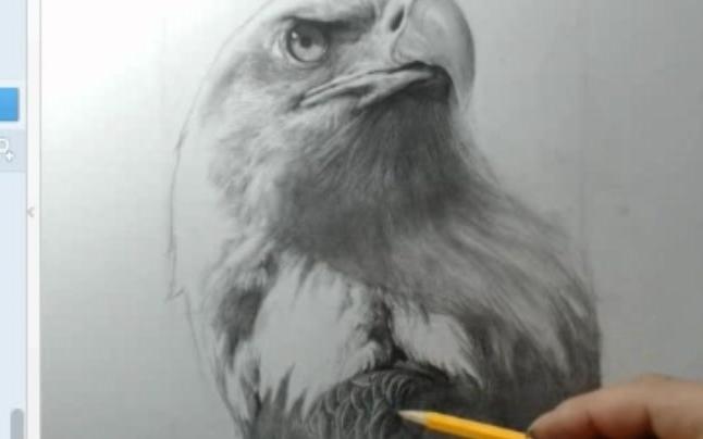 【素描】—三分钟素描之素描老鹰的绘画分享——上